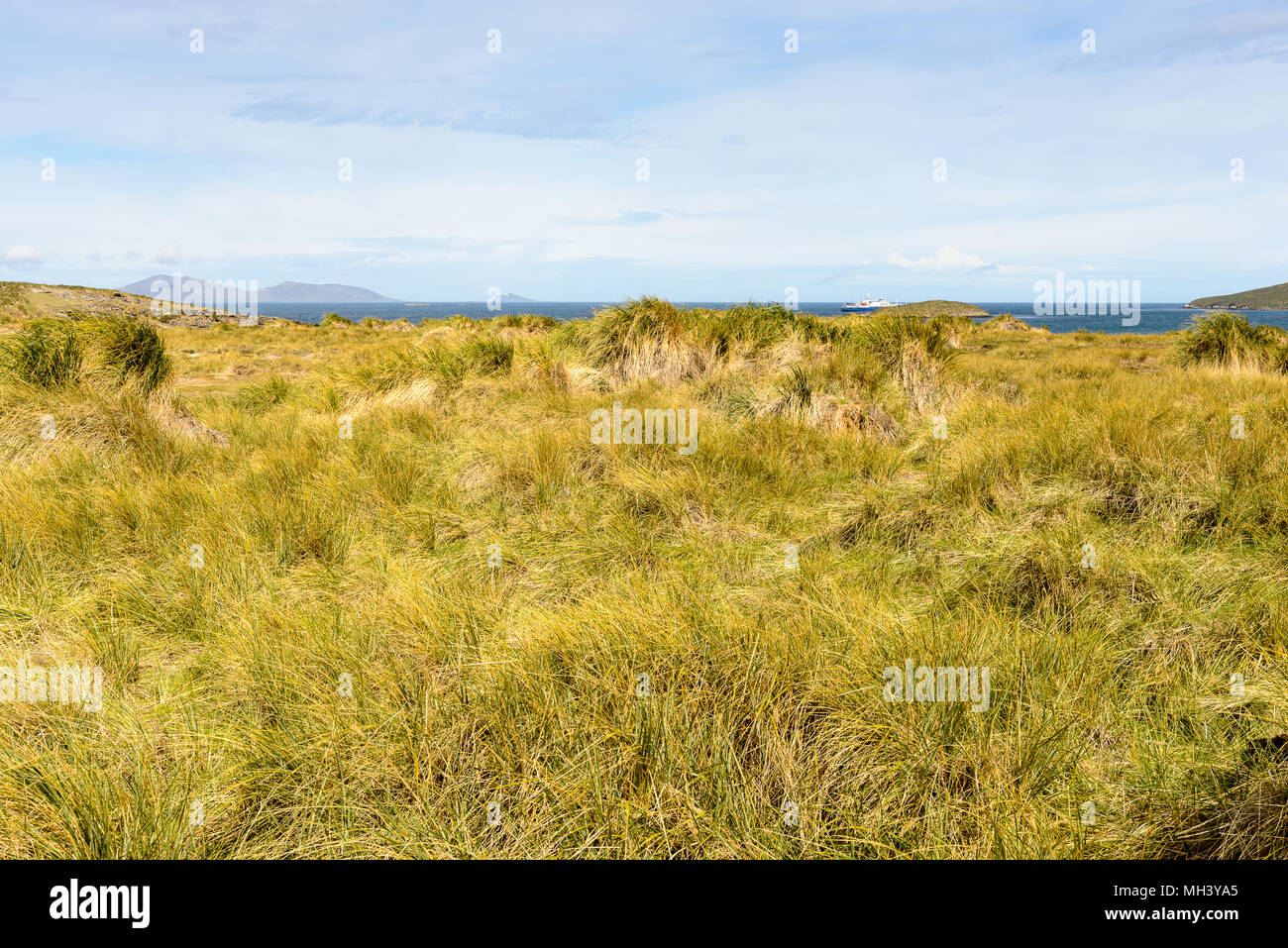 Nature of the Falkland Island, grass and sky Stock Photo - Alamy