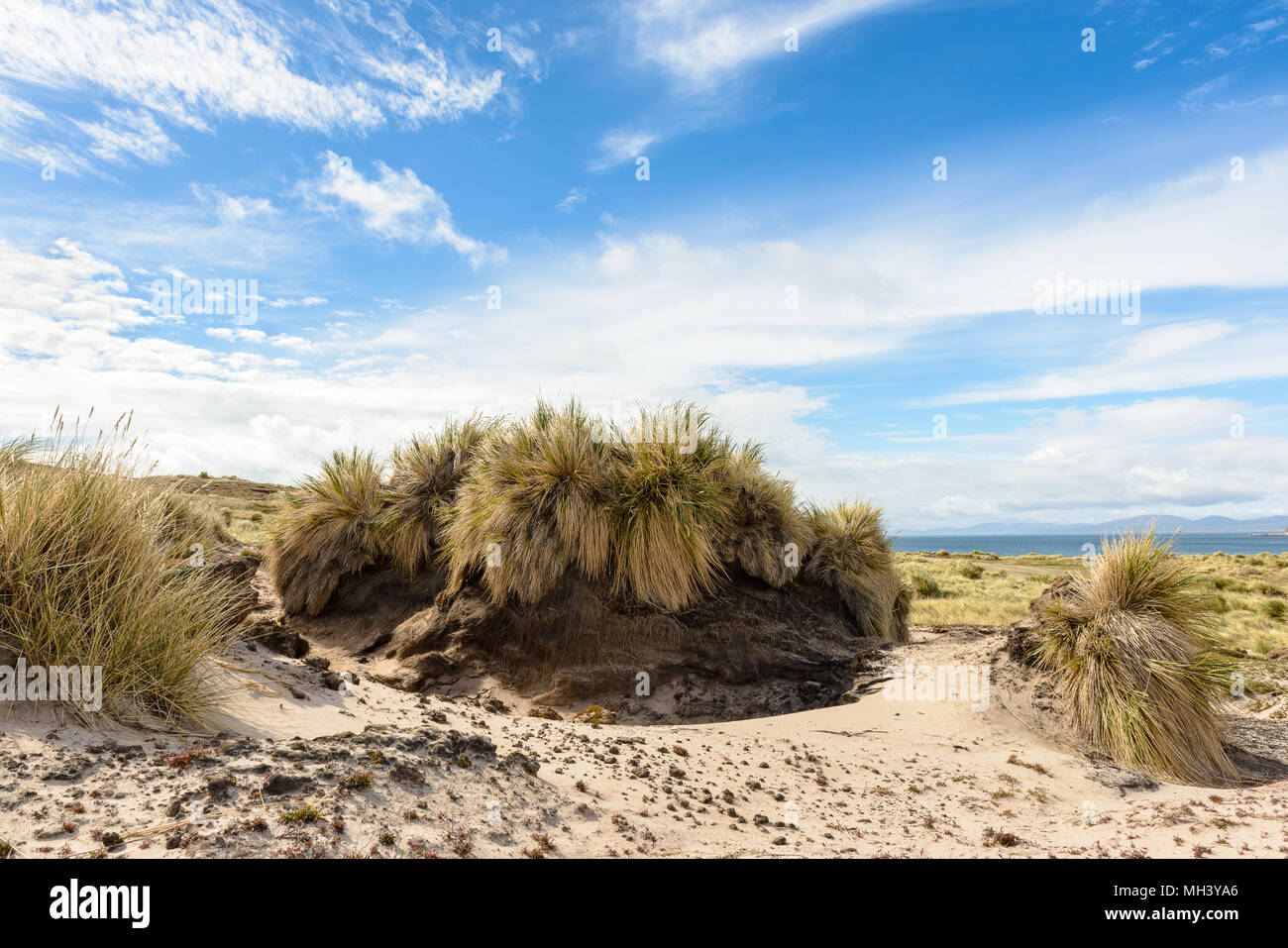 Nature of the Falkland Island, grass and sky Stock Photo - Alamy