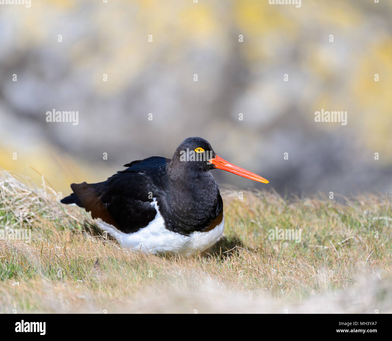 Bird of Falkland Islands Stock Photo - Alamy
