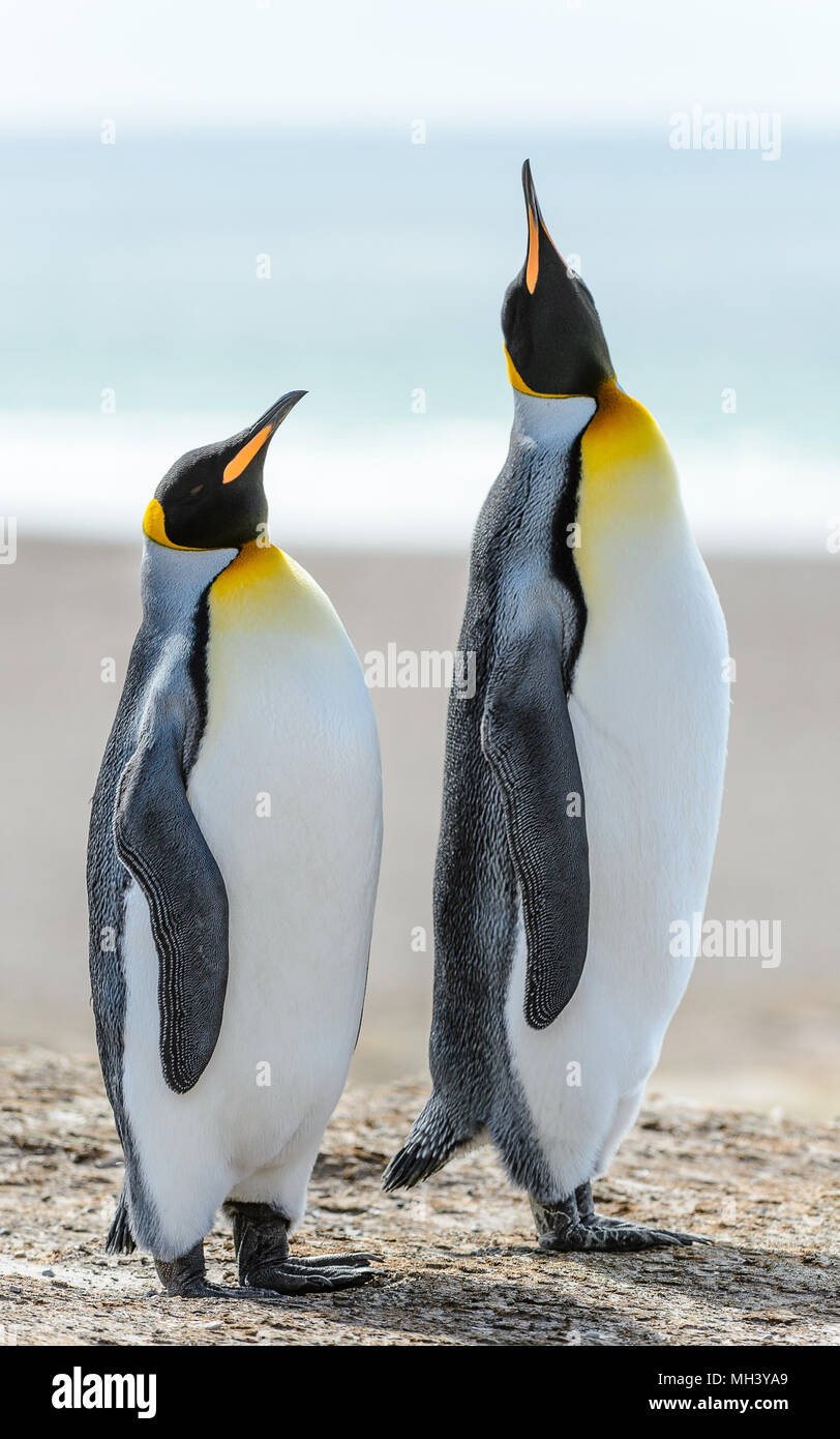 Royal and king penguins hi-res stock photography and images - Alamy
