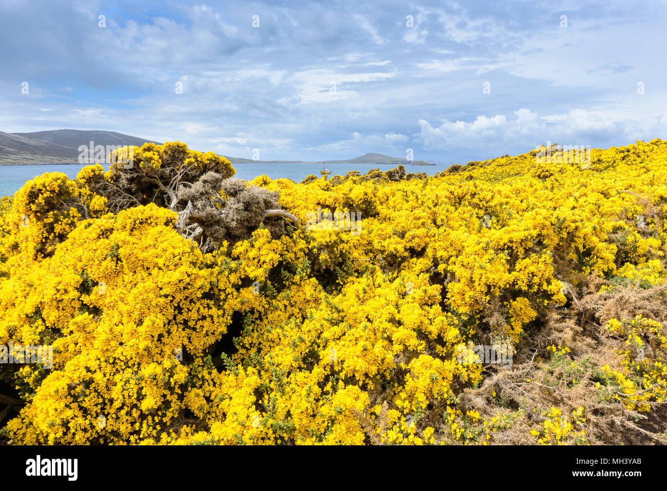 Nature of the Falkland Island, grass and sky Stock Photo - Alamy