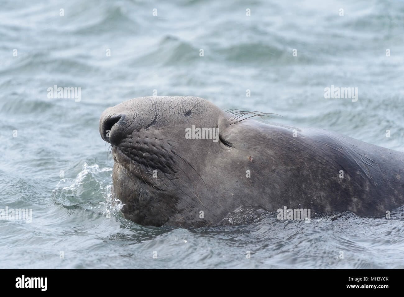 Seal in the water Stock Photo - Alamy