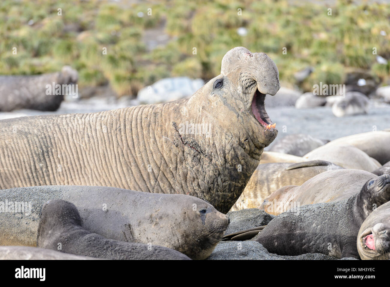 Big Seal on the coast in South Georgia Stock Photo - Alamy