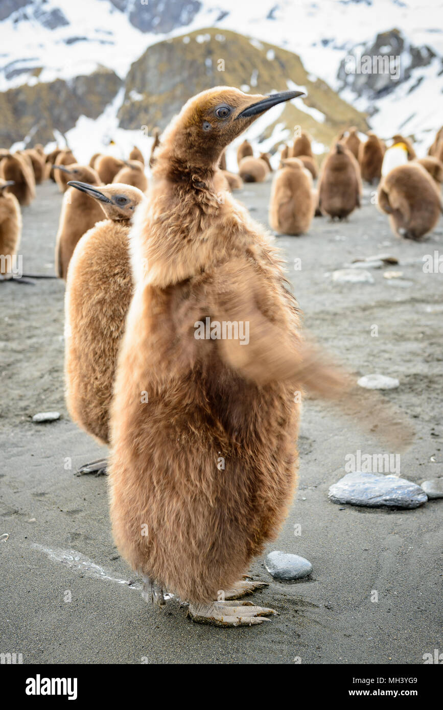 Baby penguin portrait with orange feathers in South Georgia in ...