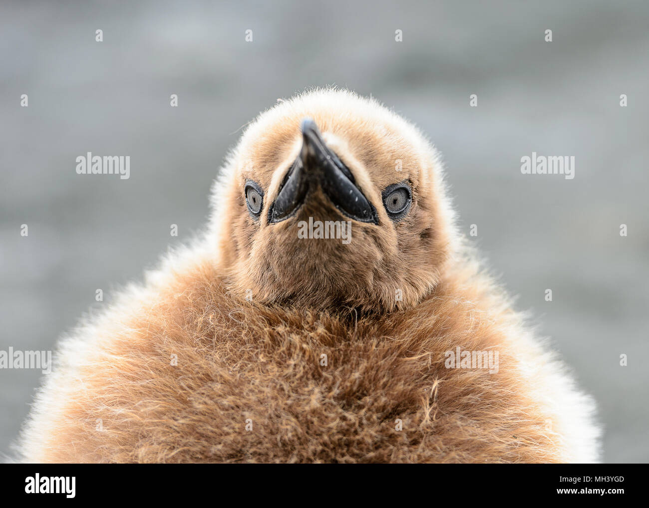 Baby penguin portrait with orange feathers in South Georgia in ...
