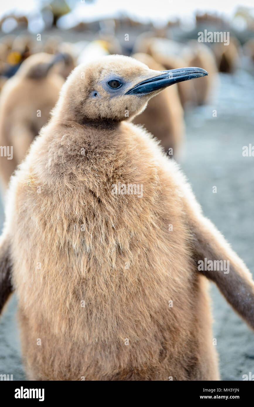 Baby penguin portrait with orange feathers in South Georgia in ...
