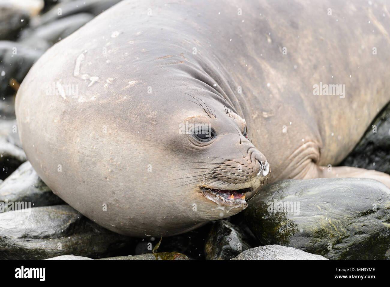 Portrait of beautiful seal laying on the stone Stock Photo - Alamy