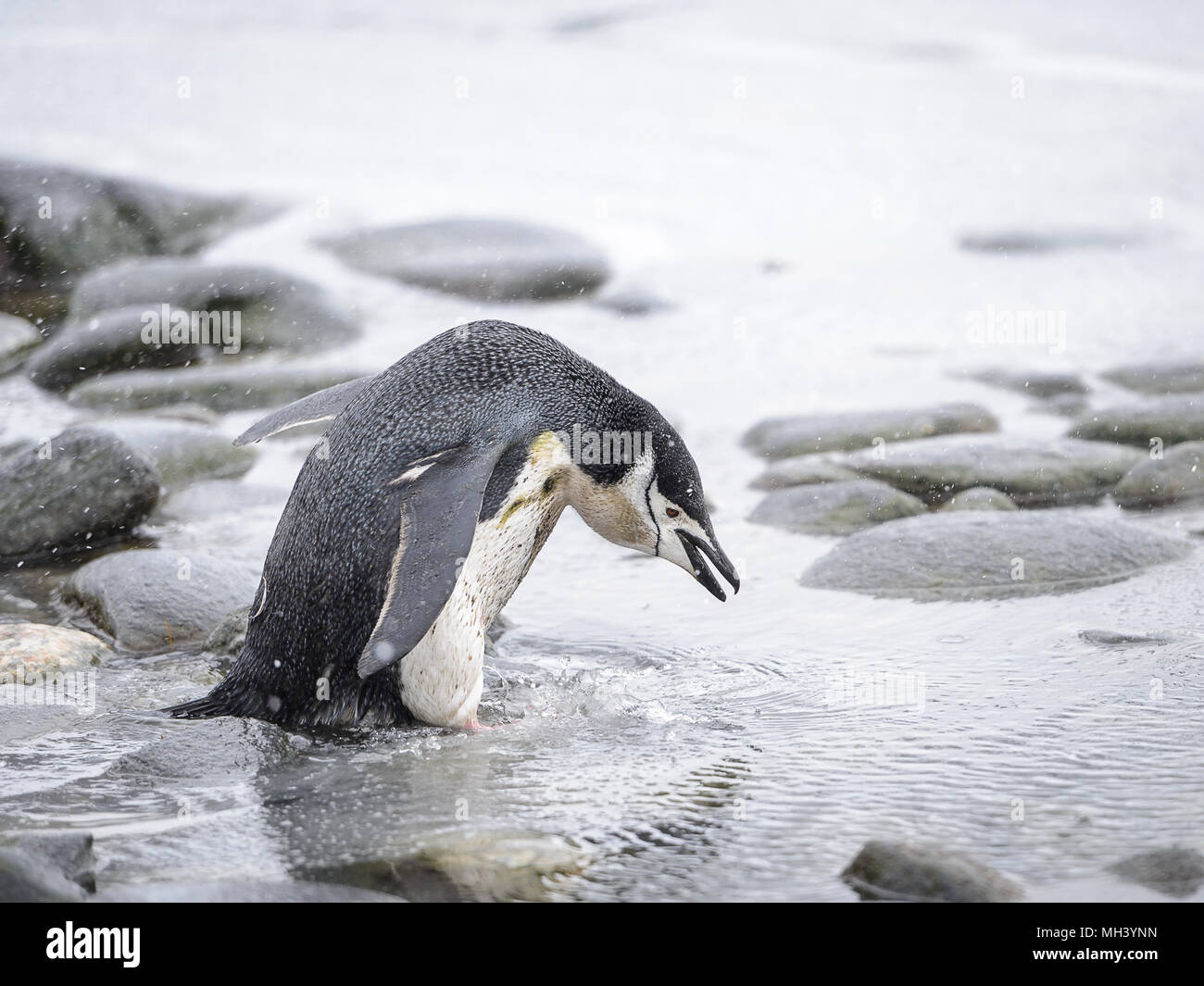 Chinstrap penguin looks for the fish in water in ANtarctica Stock Photo ...