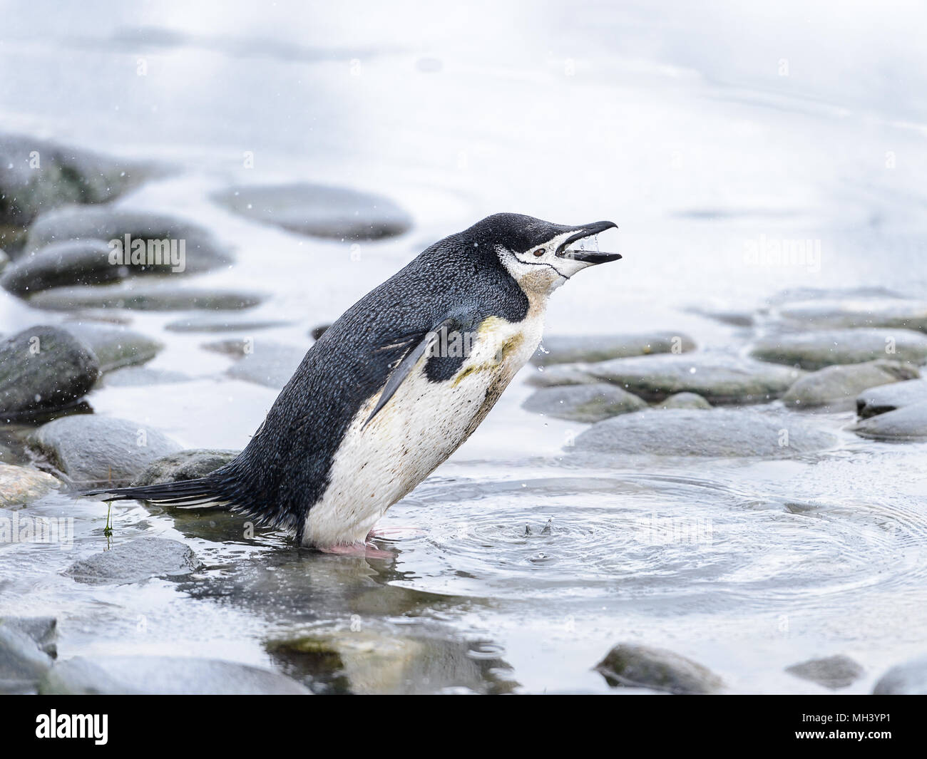 Chinstrap penguin looks for the fish in water in ANtarctica Stock Photo ...