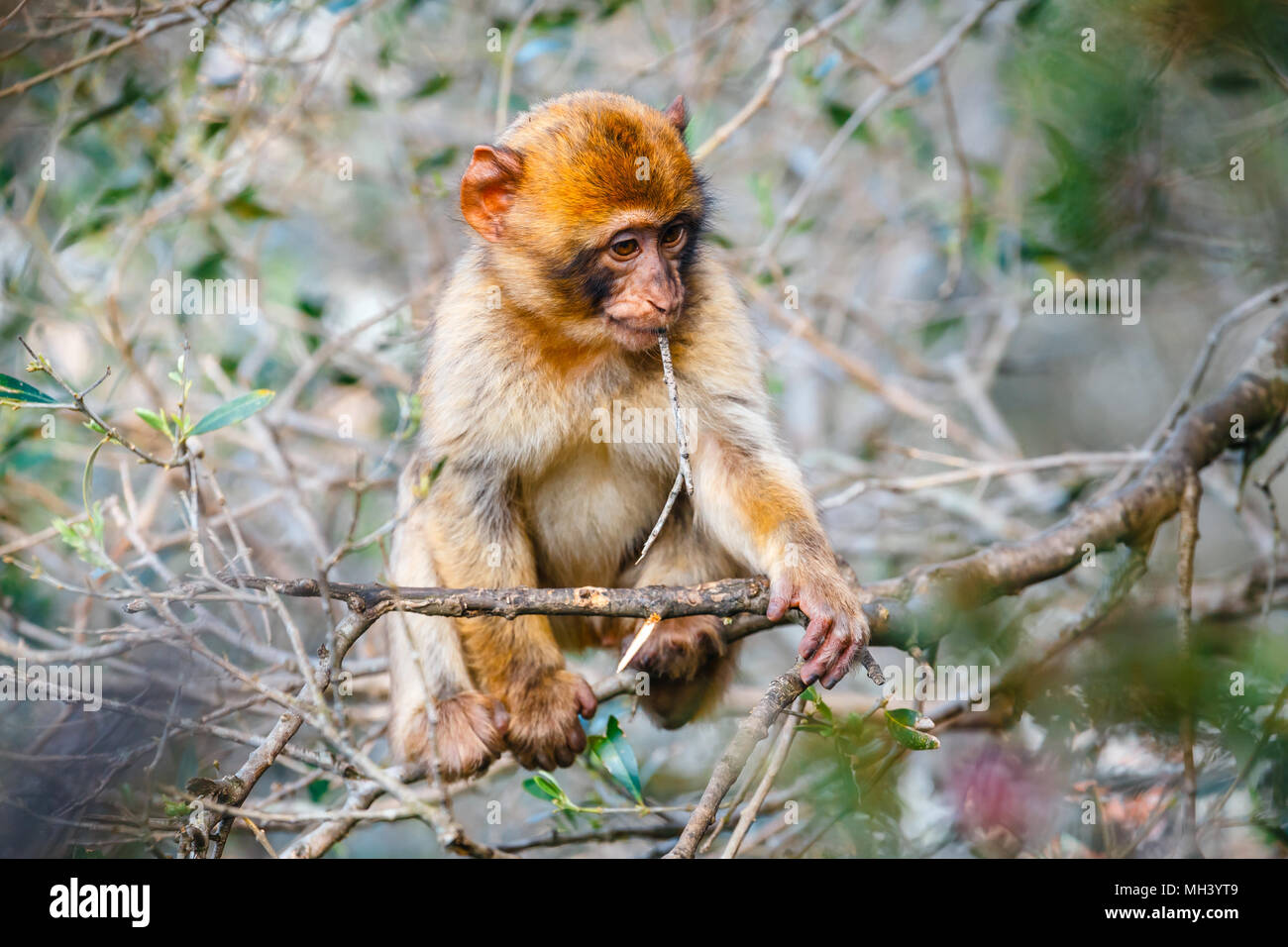 Portrait of a young macaque. Macaques are one of the most famous ...