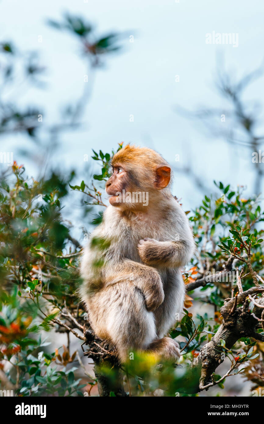 Portrait of a young macaque. Macaques are one of the most famous ...