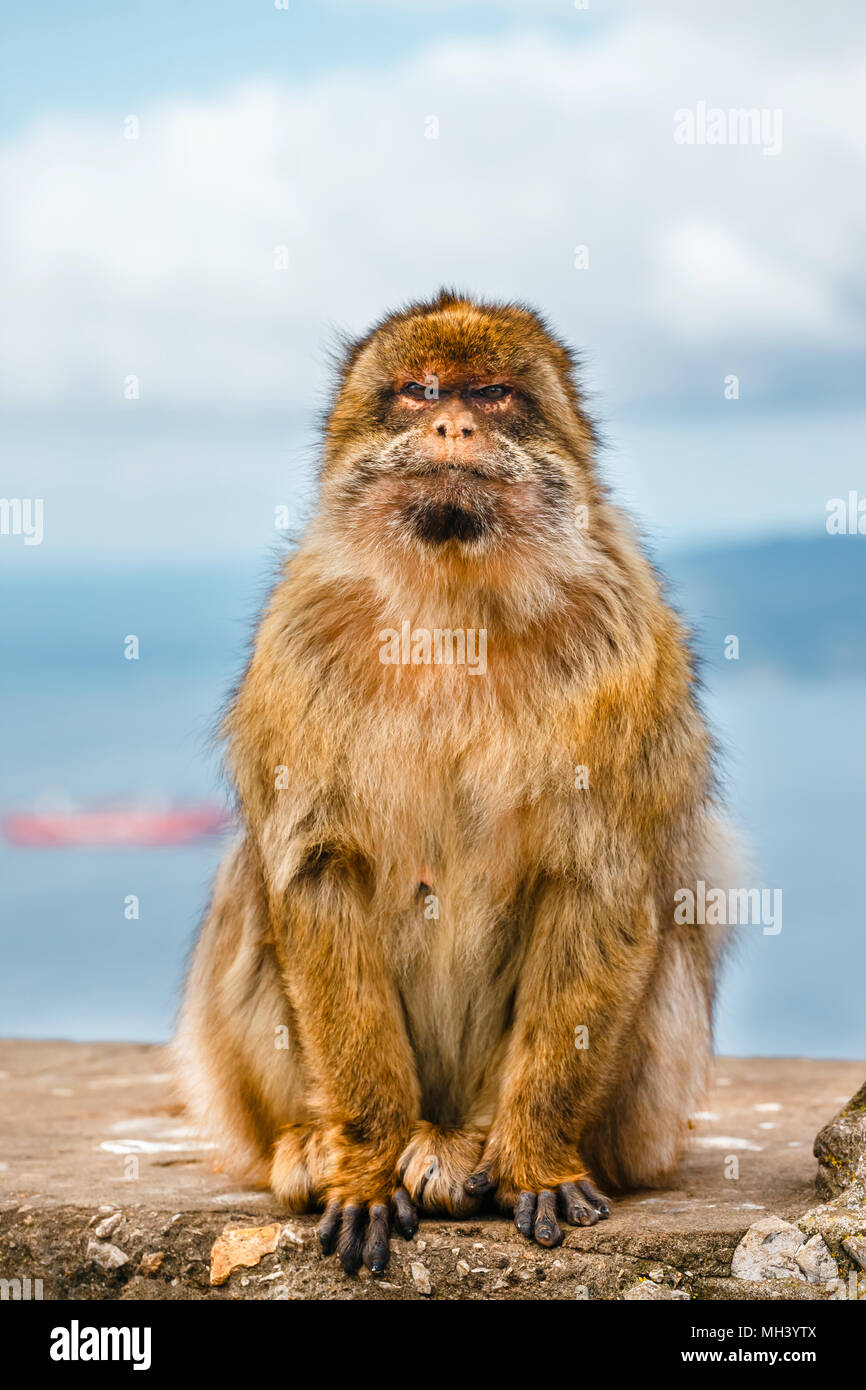 portrait of a wild male macaque. Macaques are one of the most famous ...
