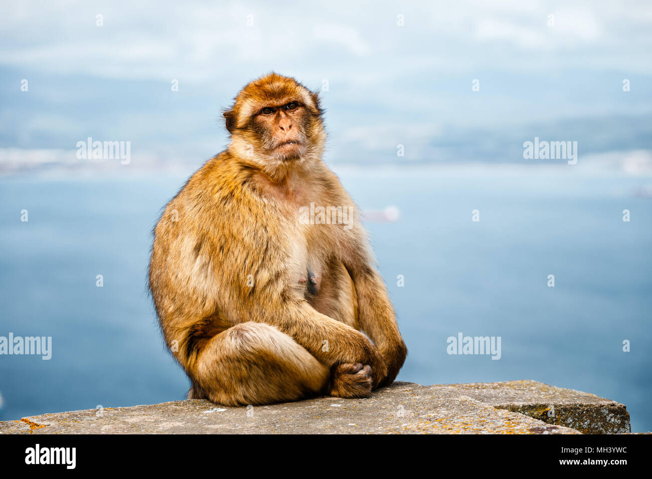 Macaque scream hi-res stock photography and images - Alamy