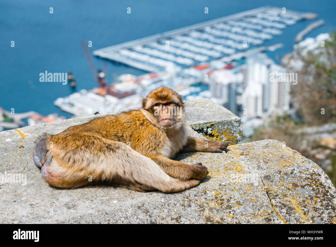 Portrait of a wild female macaque. Macaques are one of the most famous ...
