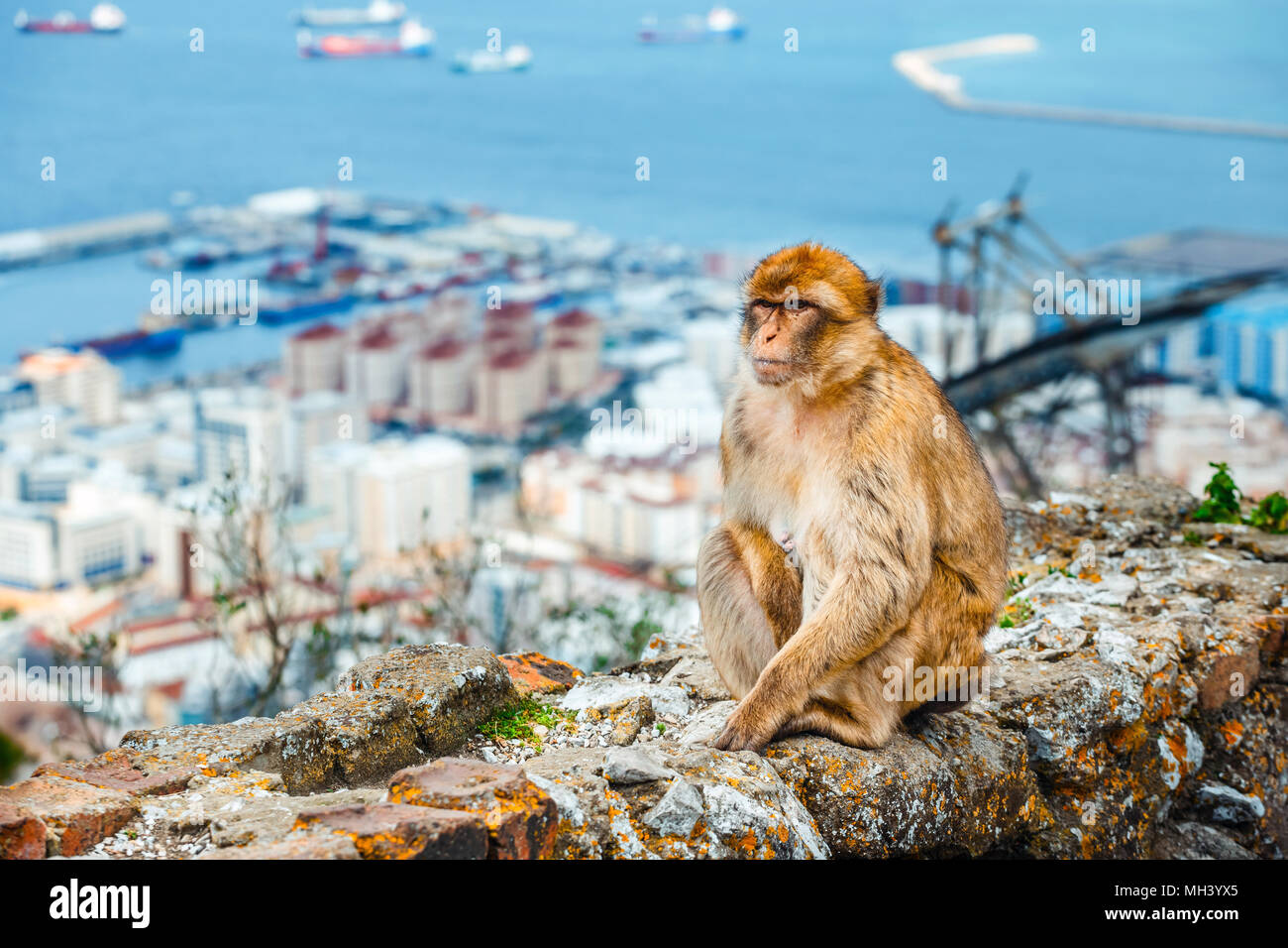 Portrait of a wild female macaque. Macaques are one of the most famous ...