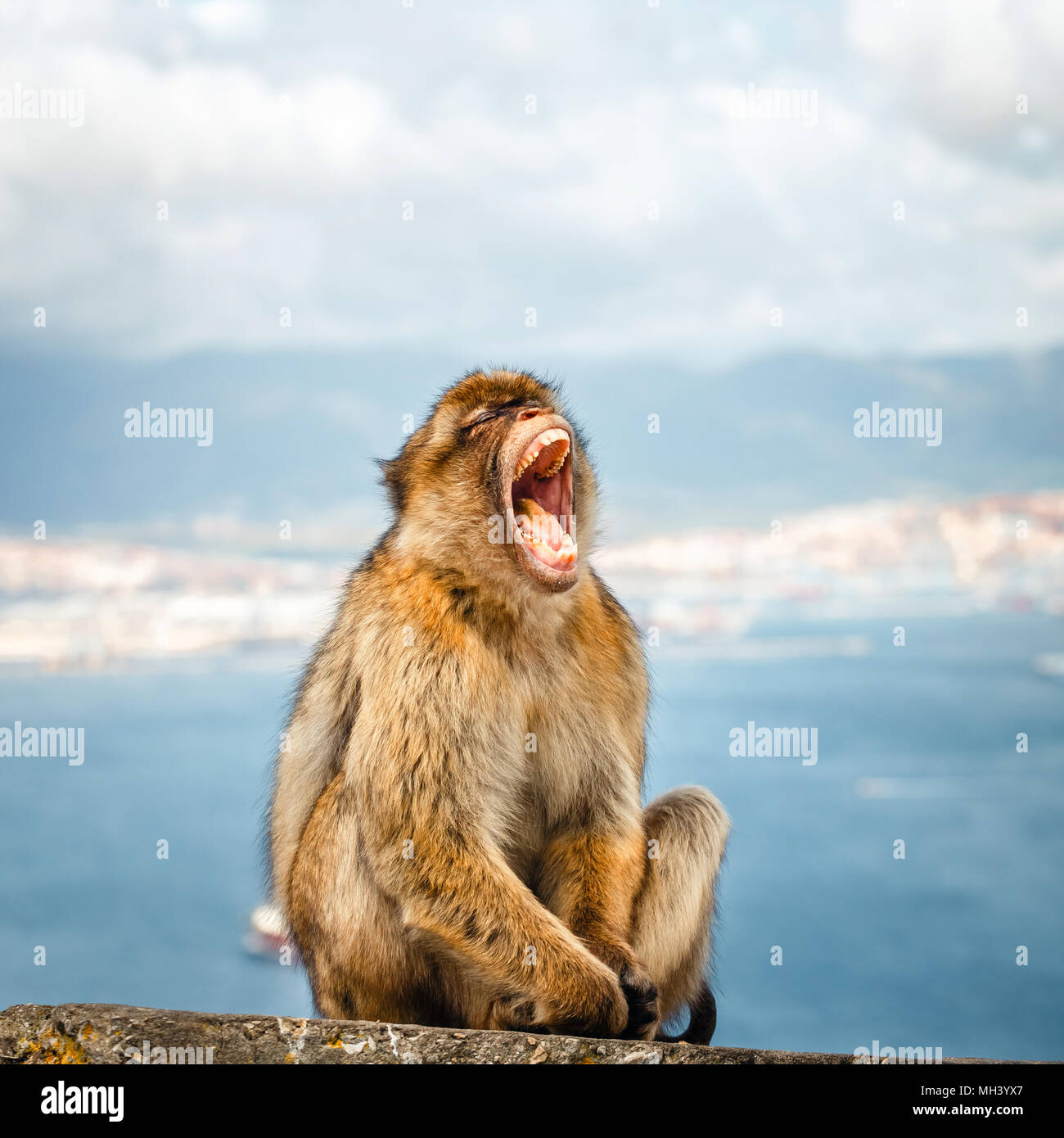 Macaque scream hi-res stock photography and images - Alamy