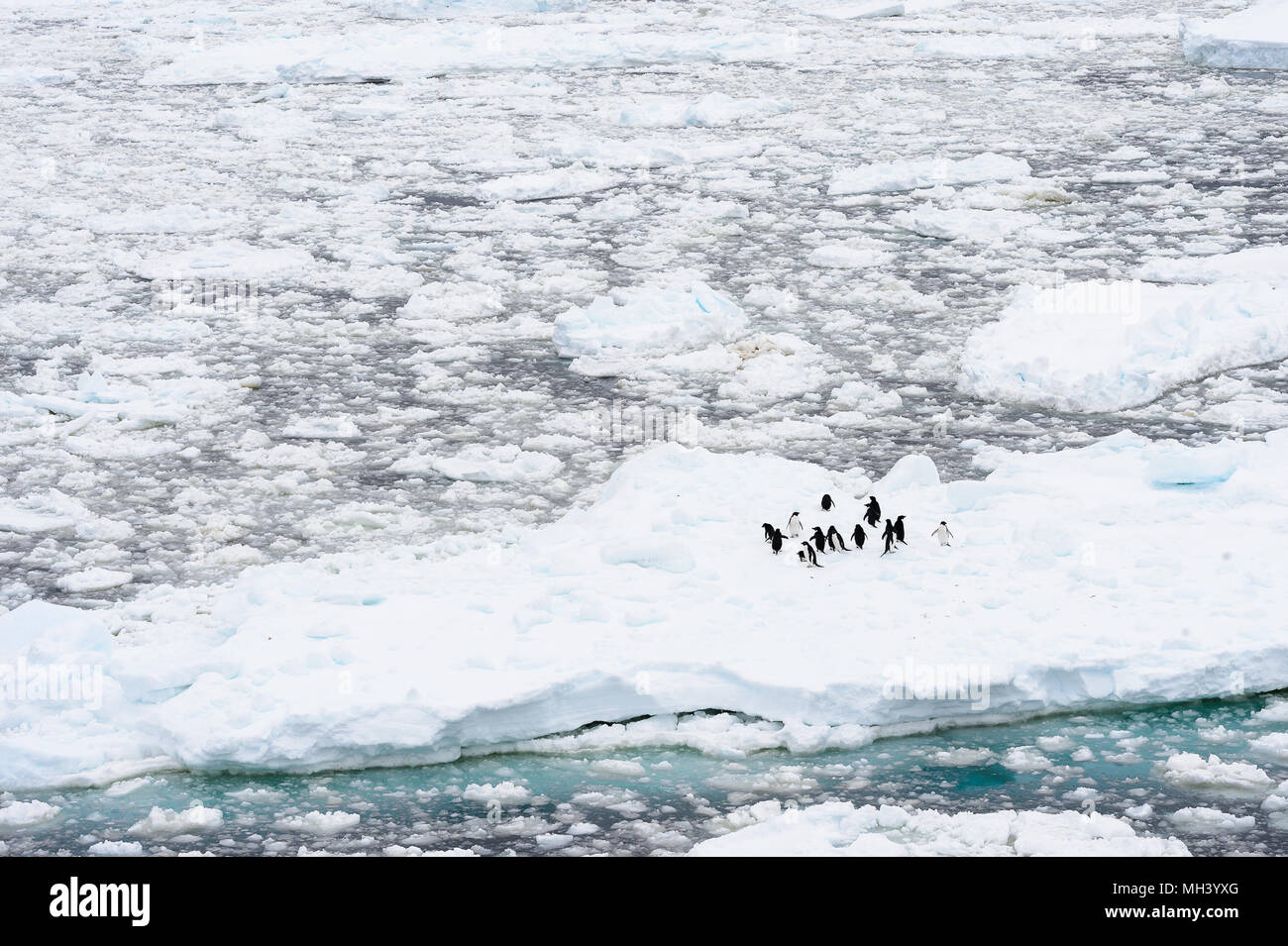 Ice landscape of SOuth Georgia Stock Photo - Alamy