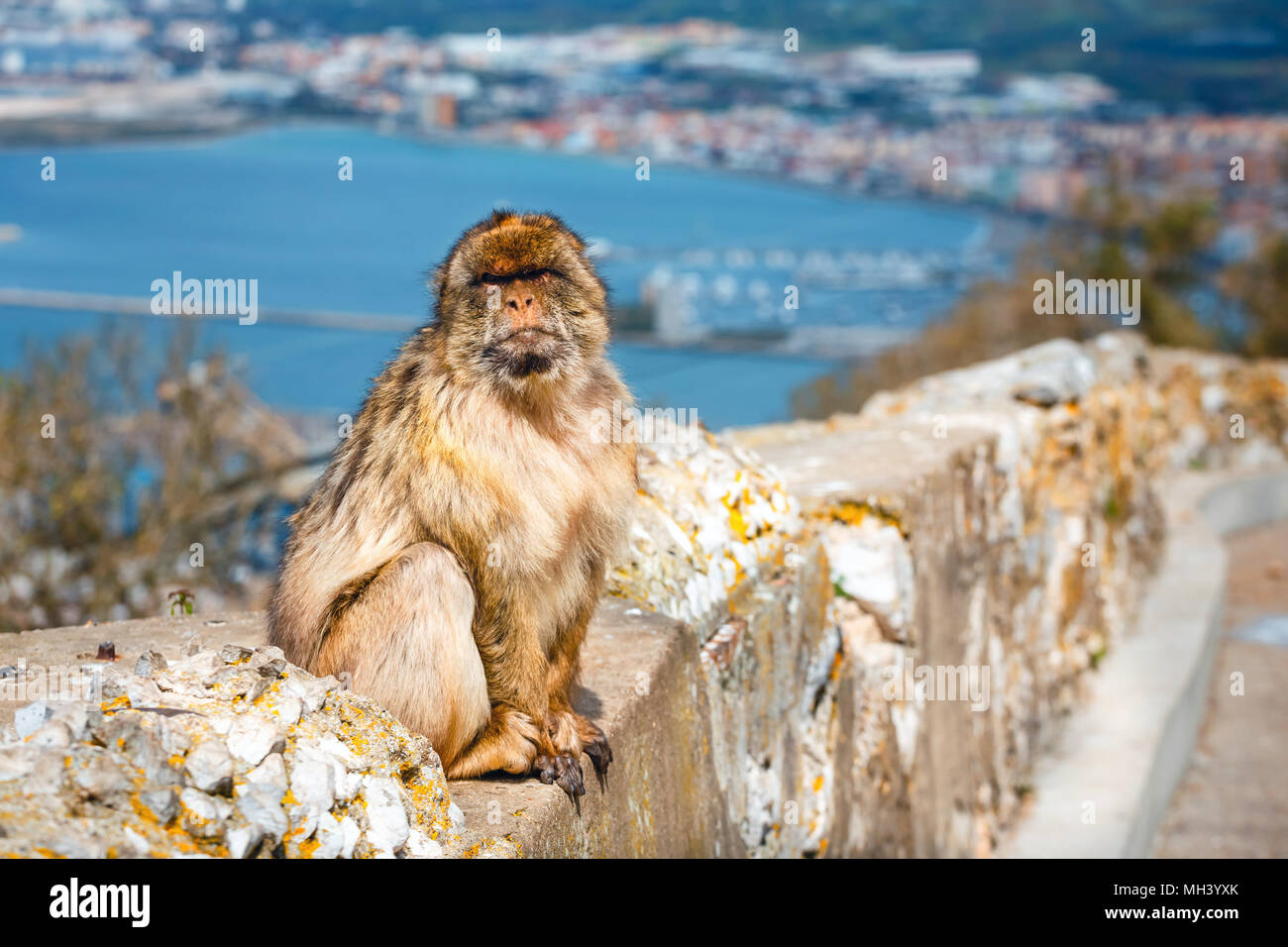 portrait of a wild male macaque. Macaques are one of the most famous ...