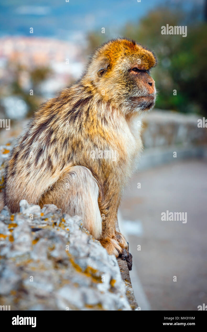 portrait of a wild male macaque. Macaques are one of the most famous ...