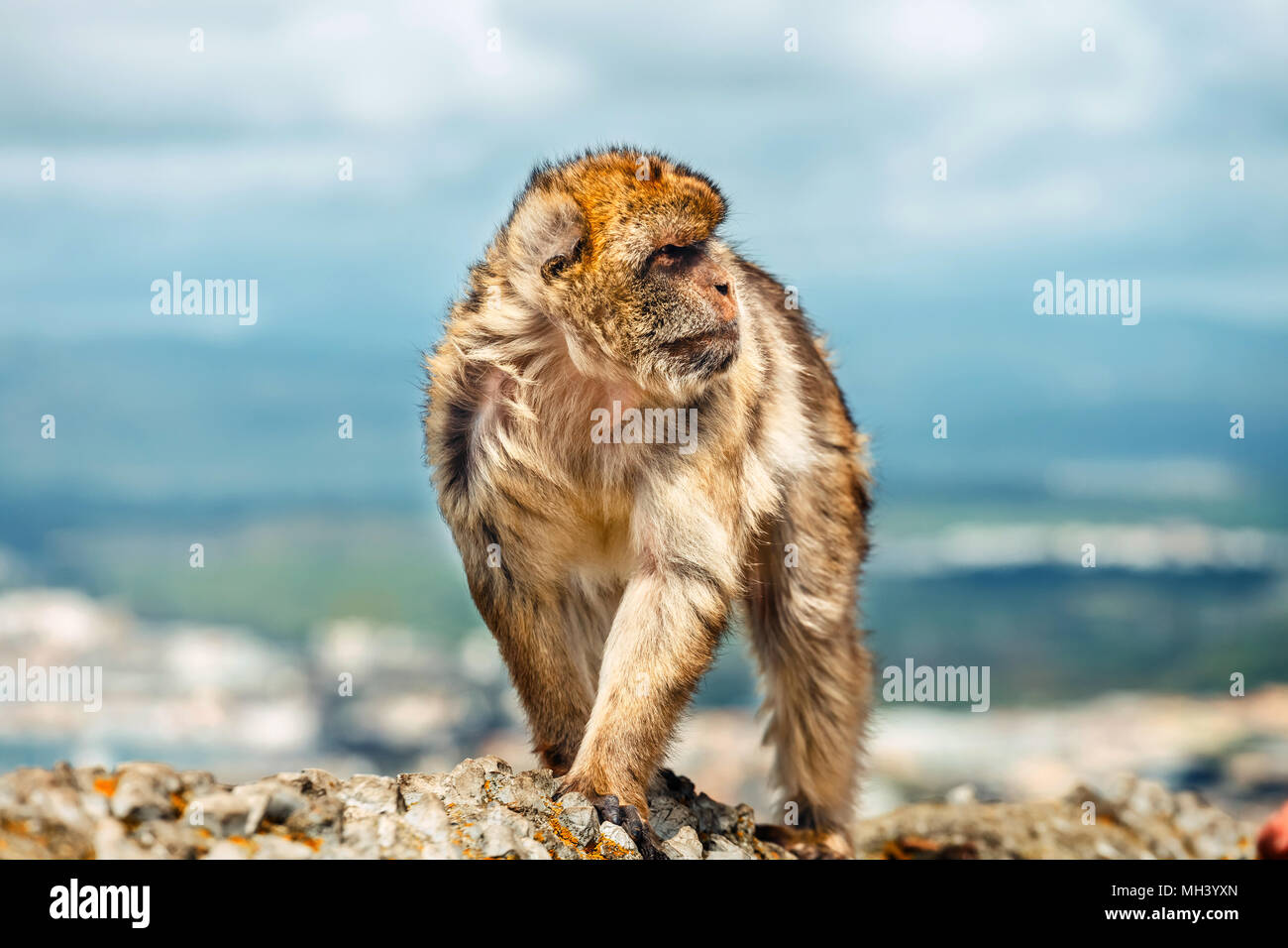 portrait of a wild male macaque. Macaques are one of the most famous ...