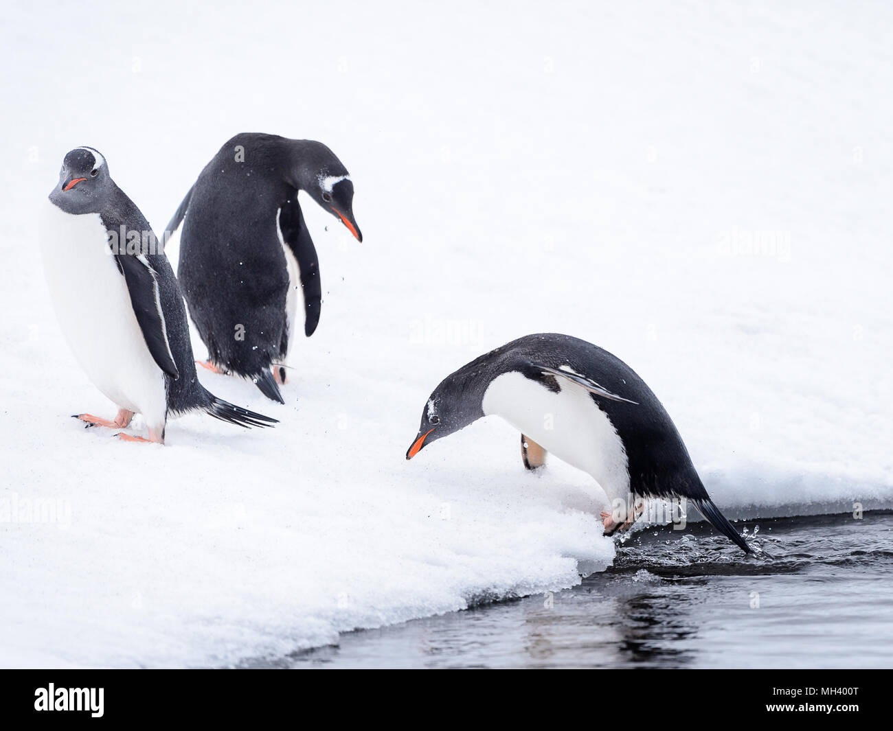 Penguins in Antarctica Stock Photo - Alamy