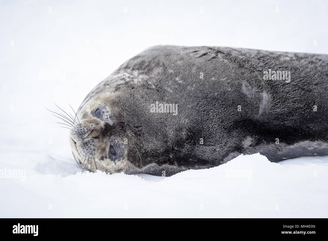 Seal sleeps ice hi-res stock photography and images - Alamy
