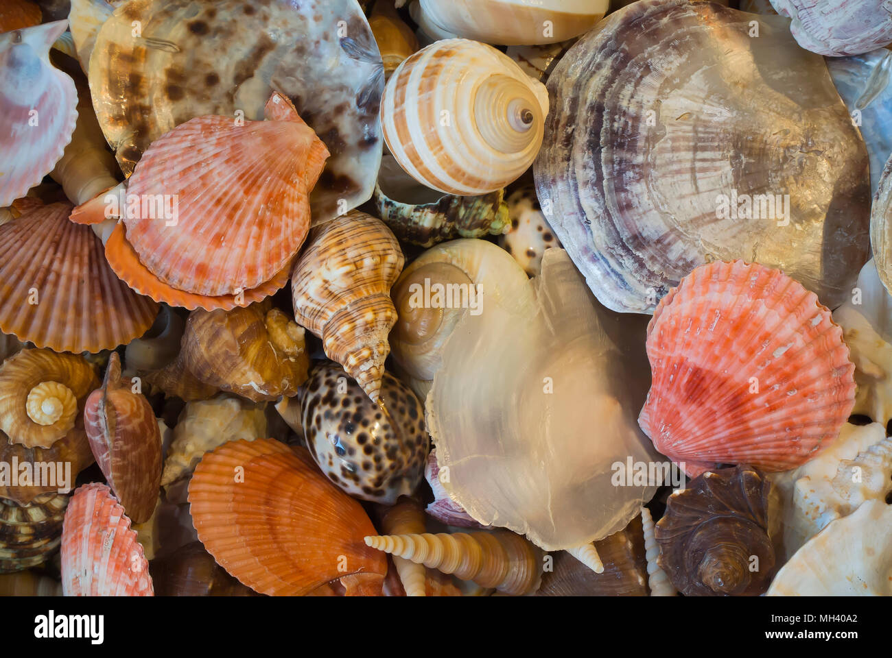 Selection of Sea Shells Stock Photo - Alamy