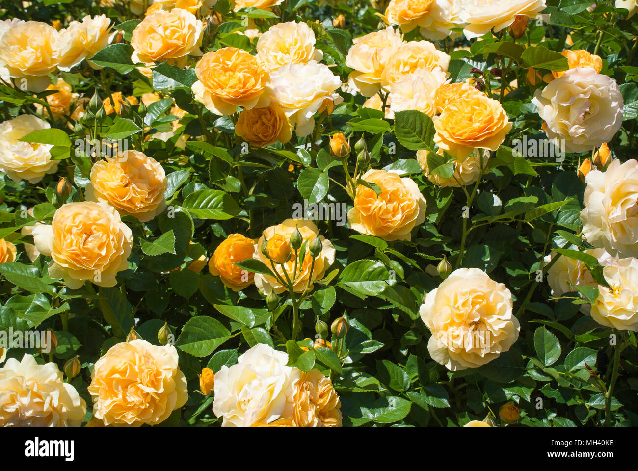 Flowering buds roses hi-res stock photography and images - Alamy