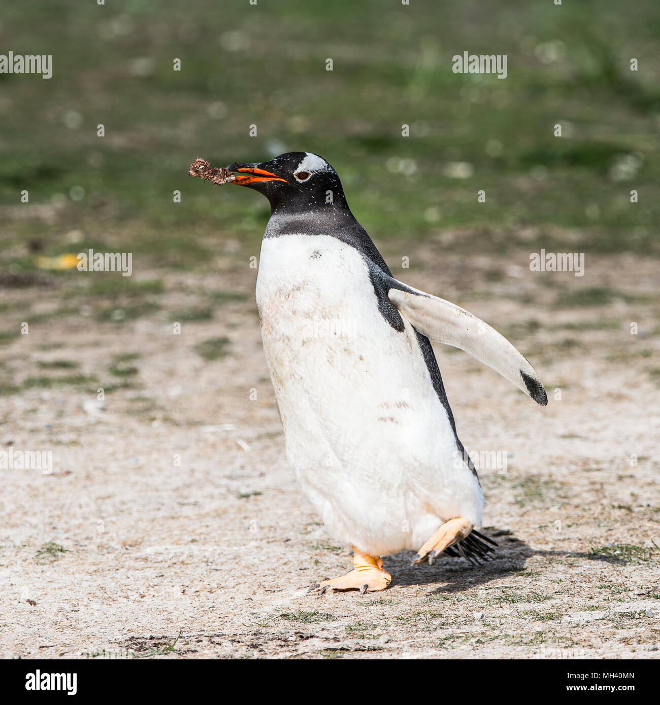 Close up king penguin feet hi-res stock photography and images - Alamy