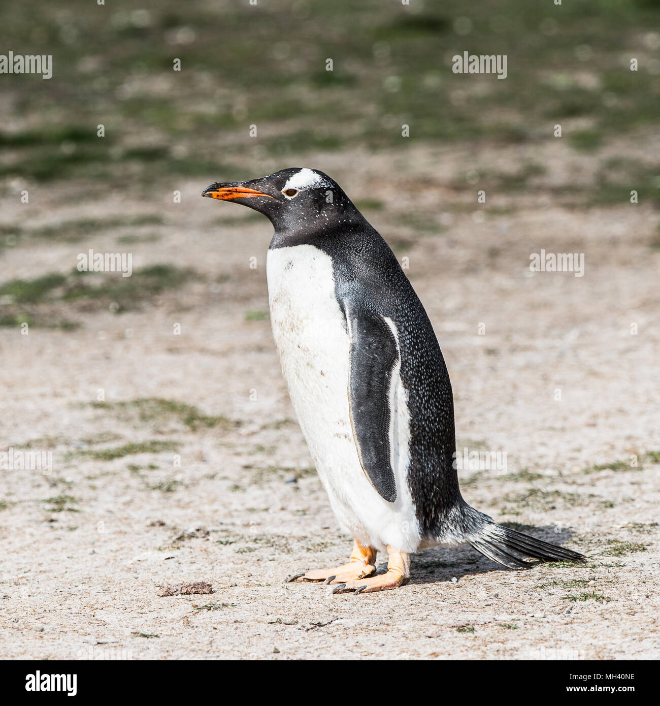 King penguin action antarctica hi-res stock photography and images - Alamy