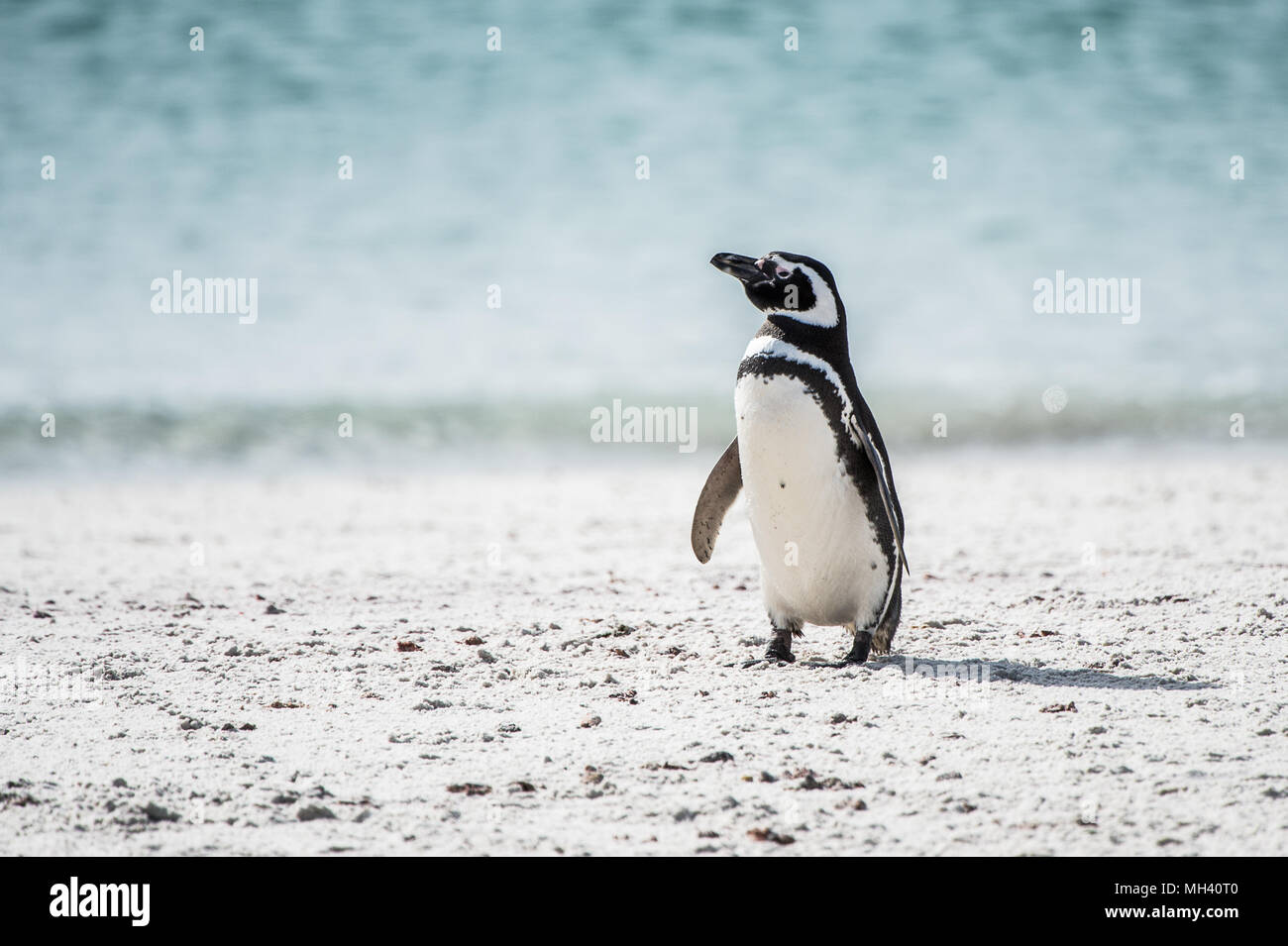 Little penguin on the shore of the ocean in Antarctica Stock Photo - Alamy