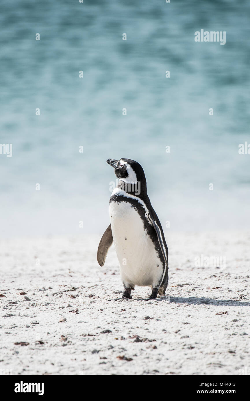 King penguin action antarctica hi-res stock photography and images - Alamy