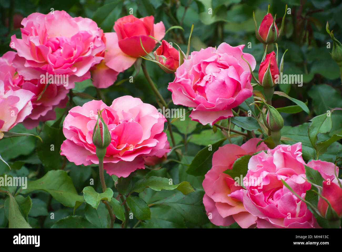Roses and rose buds in the garden hi-res stock photography and images ...