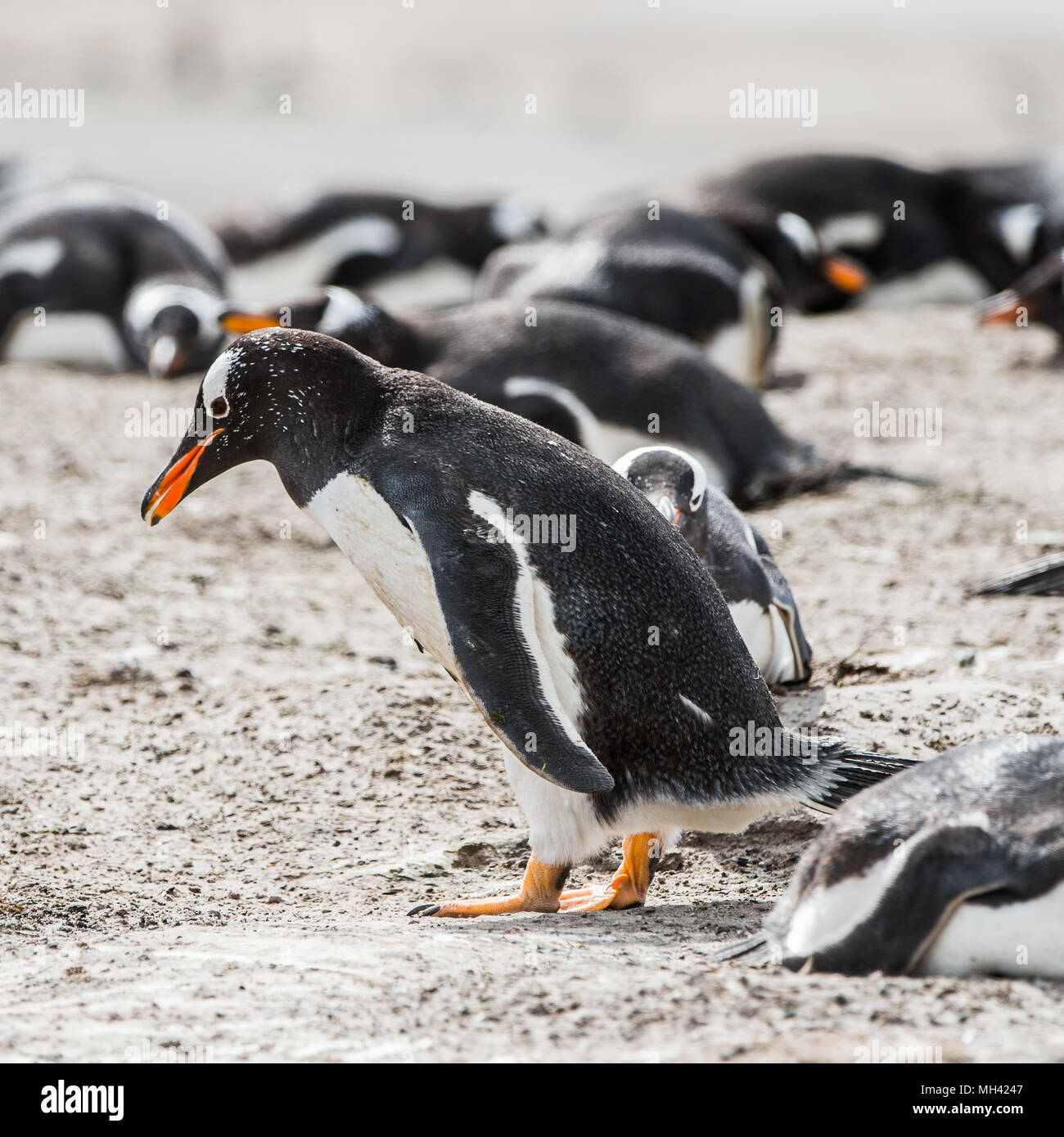 Little penguin on the sand Stock Photo - Alamy