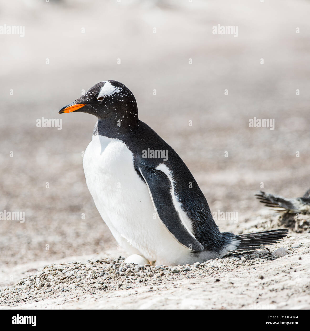 Little penguin on the sand Stock Photo - Alamy