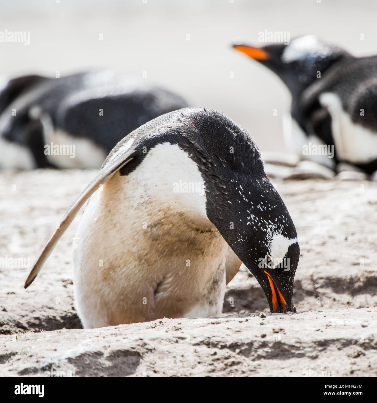 Little penguin on the sand Stock Photo - Alamy
