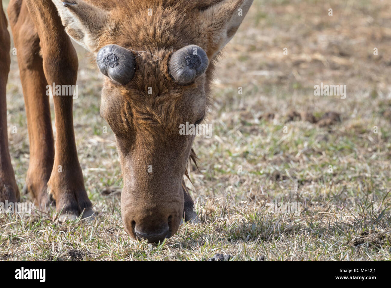 Large bull elk (Cervus canadensis) shed his antlers Stock Photo - Alamy