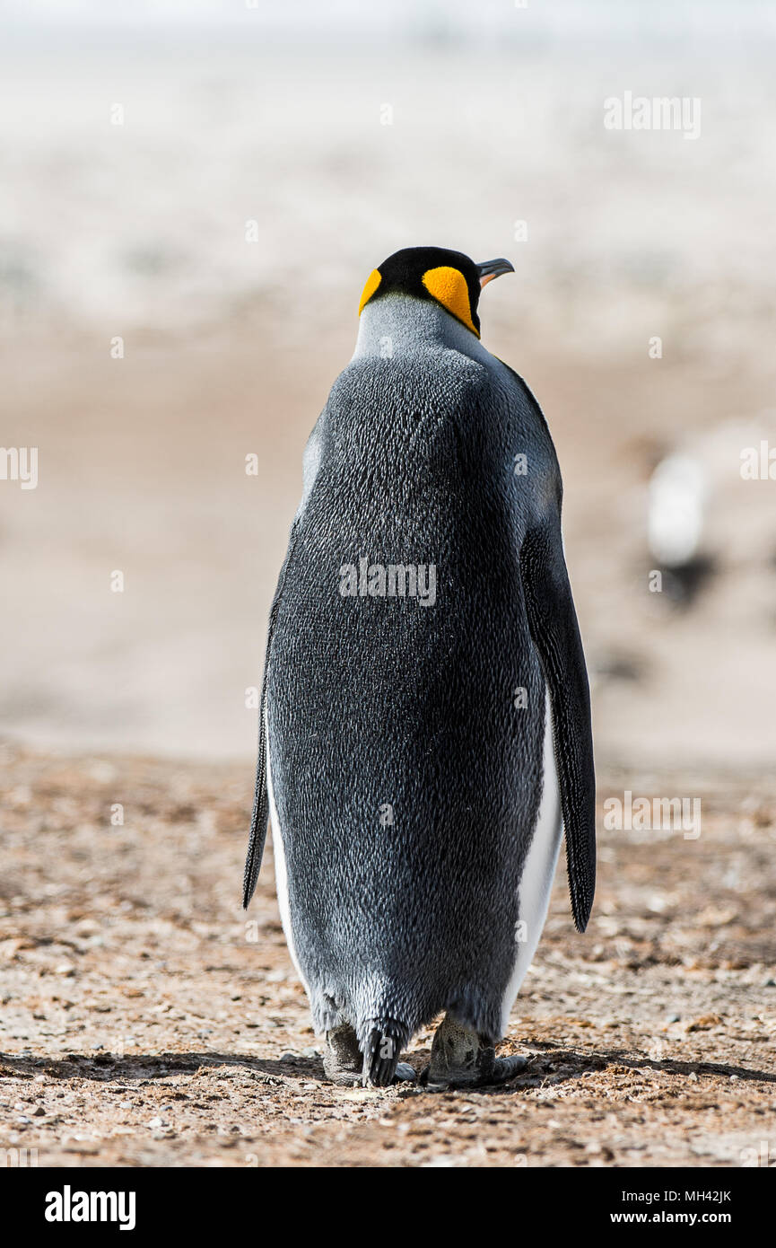 King penguin from behind, Antarctica Stock Photo - Alamy