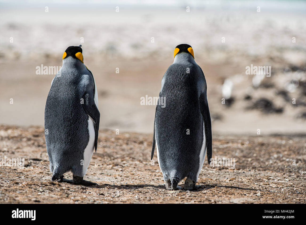 King penguin from behind, Antarctica Stock Photo - Alamy