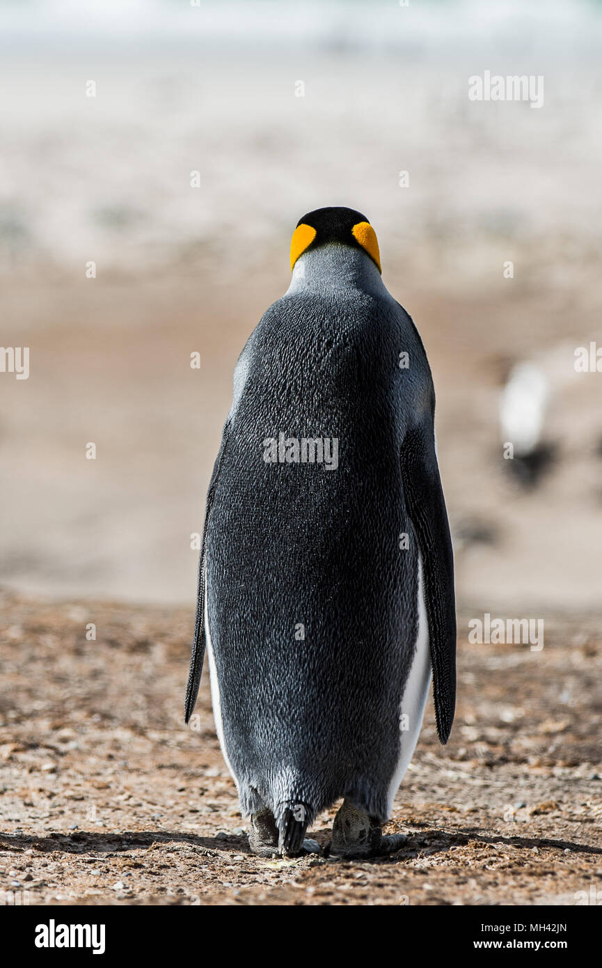 King penguin from behind, Antarctica Stock Photo - Alamy