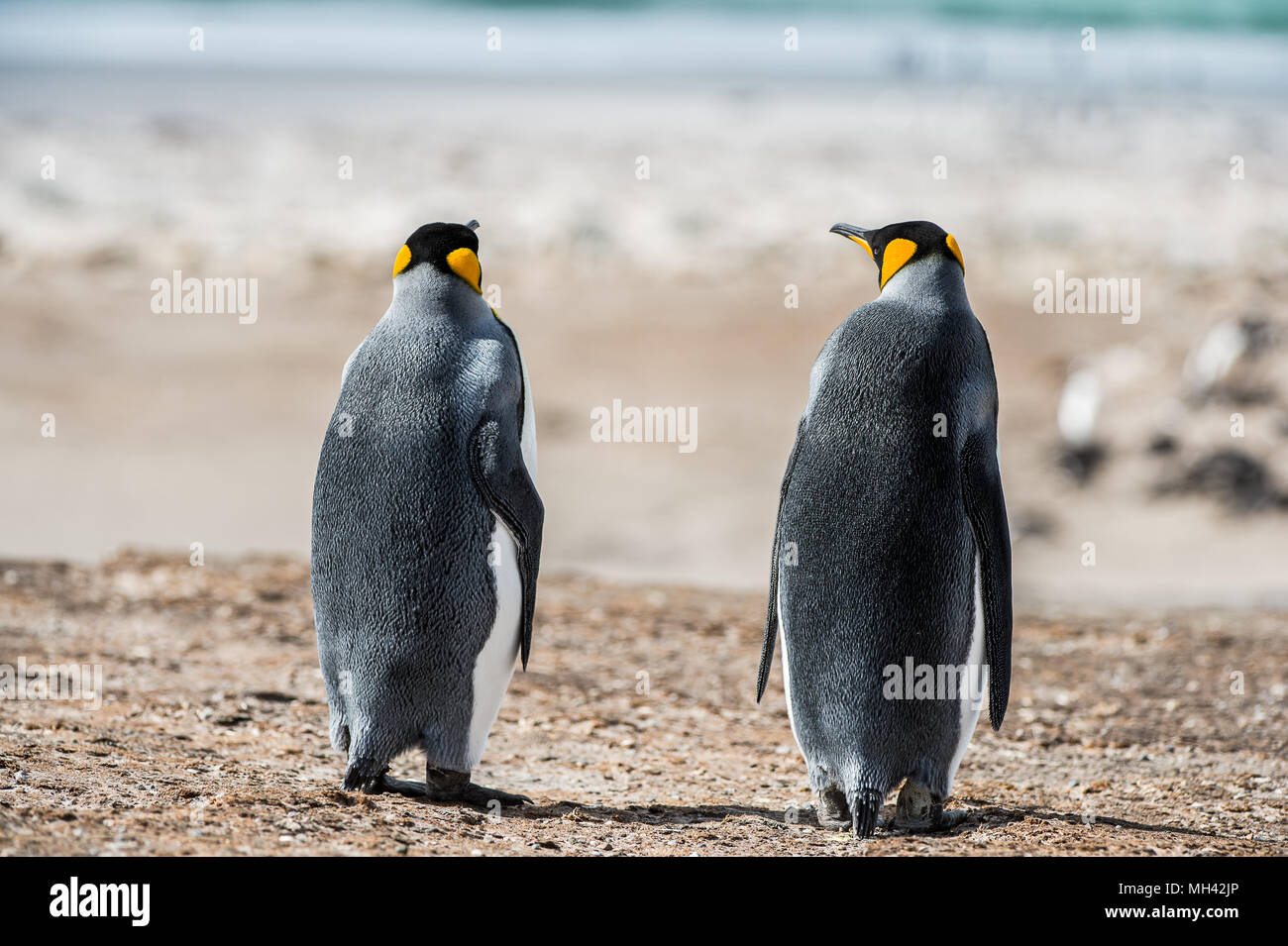 King penguin from behind, Antarctica Stock Photo - Alamy
