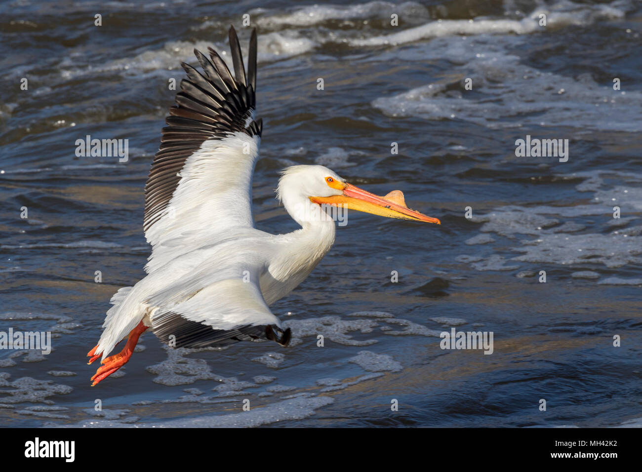 American white pelican (Pelecanus erythrorhynchos) in breeding plumage ...