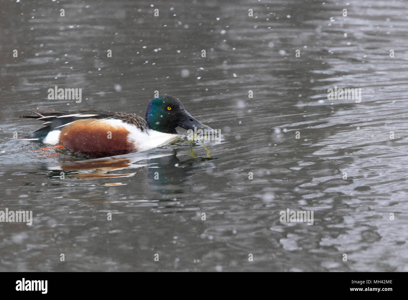 Drake Northern Shoveller Swimming At Snow Day Stock Photo - Alamy