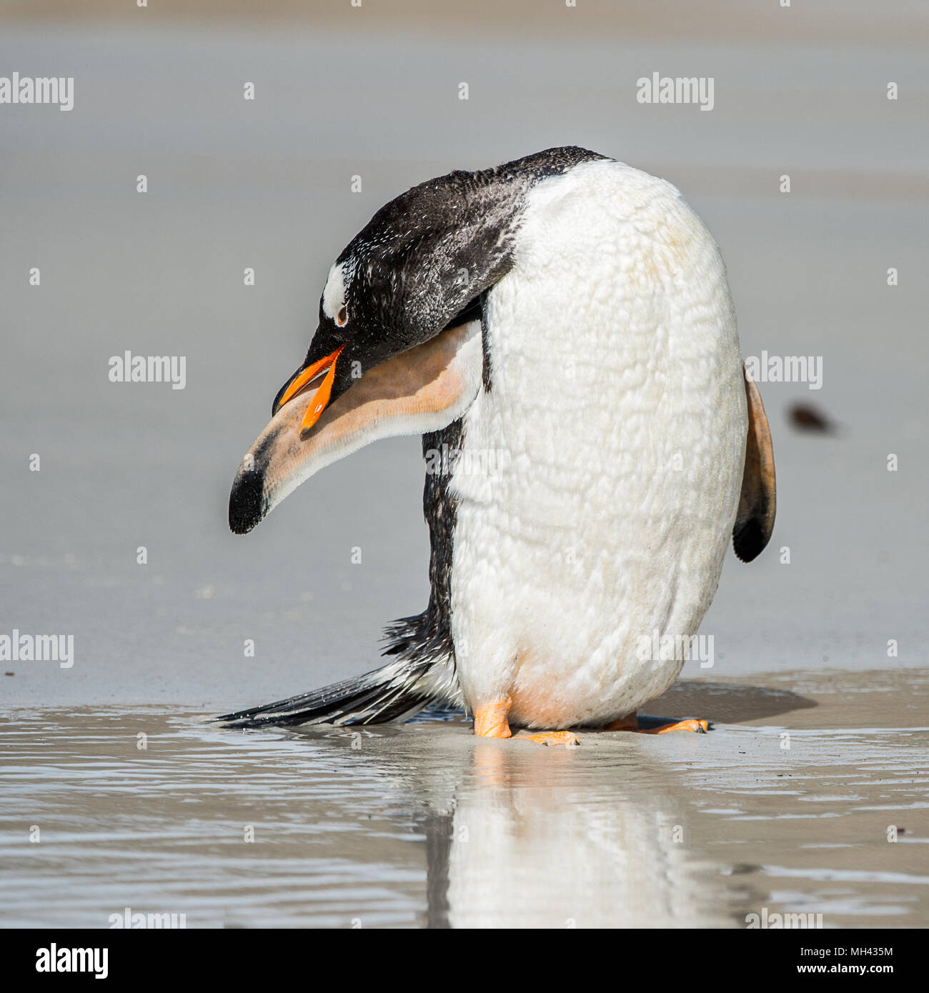 CLose up of a cute penguin Stock Photo - Alamy