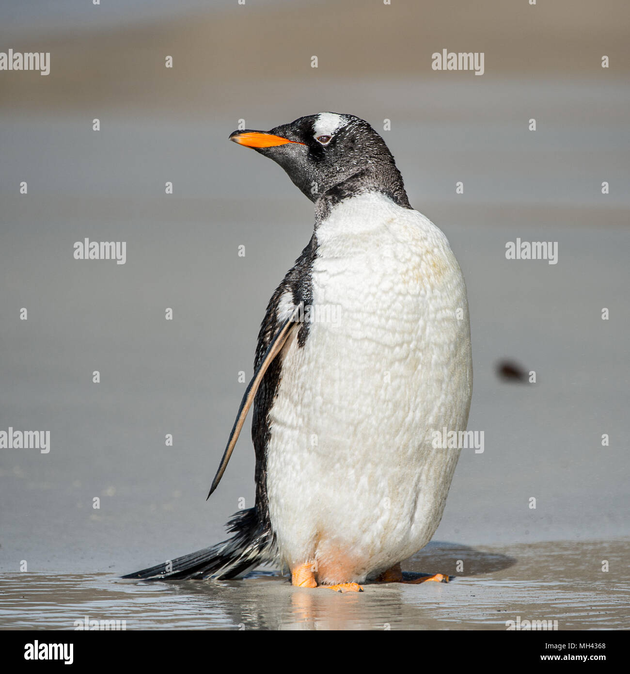 CLose up of a cute penguin Stock Photo - Alamy