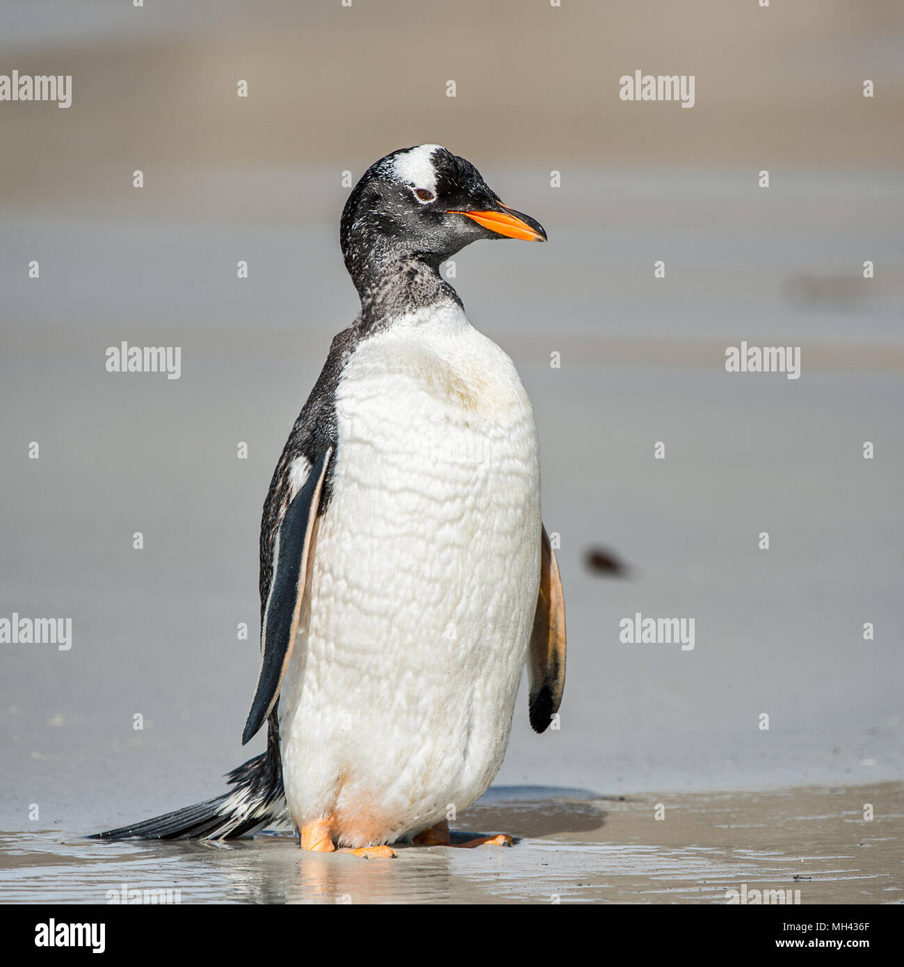 Close portrait young penguin hi-res stock photography and images - Alamy
