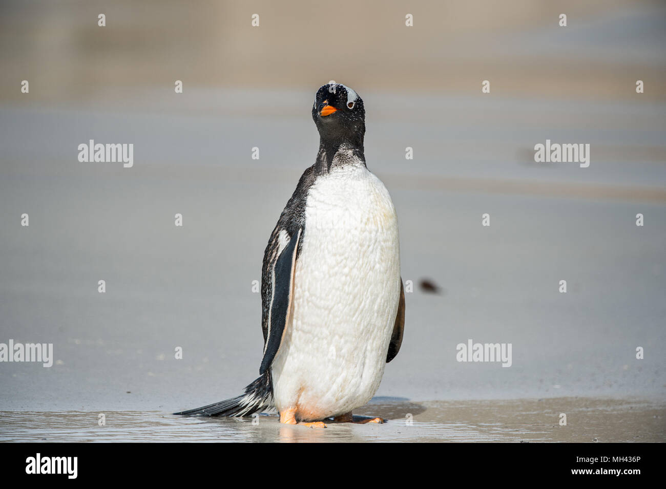 CLose up of a cute penguin Stock Photo - Alamy