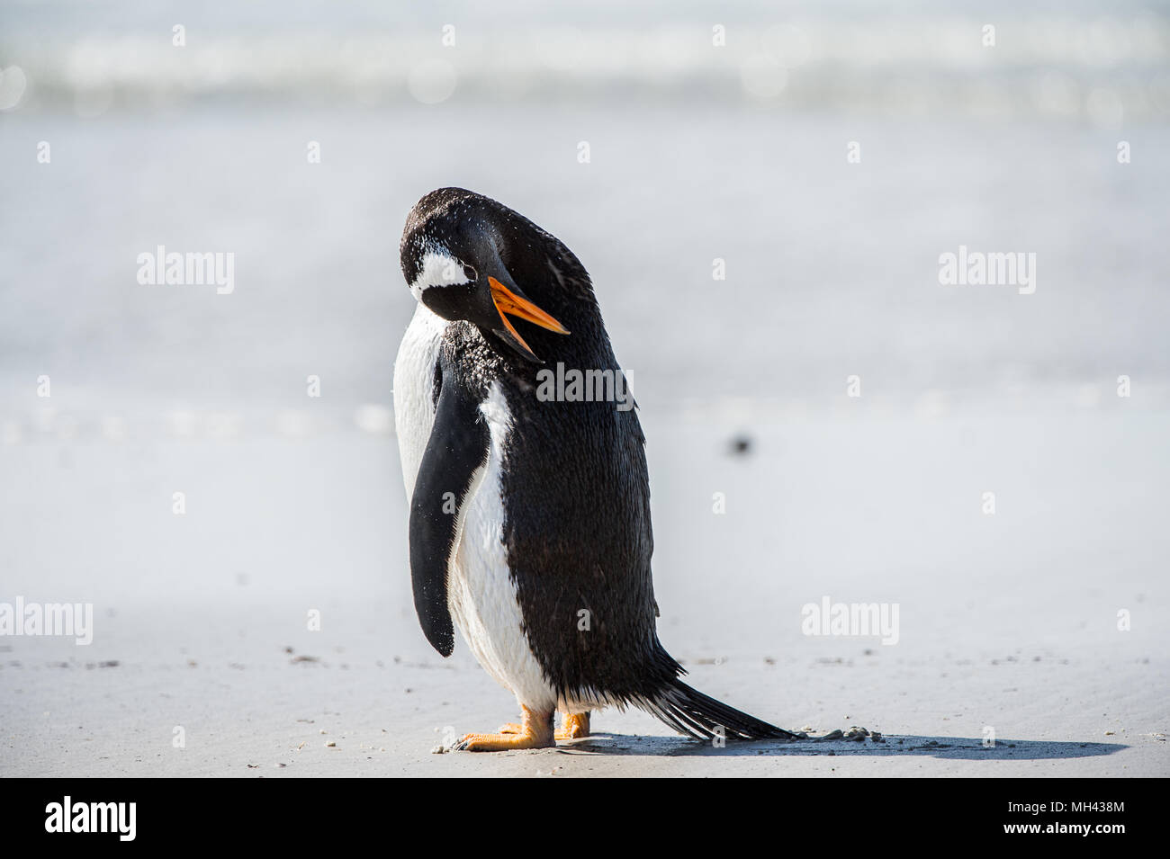 Side profile photo cool hi-res stock photography and images - Alamy