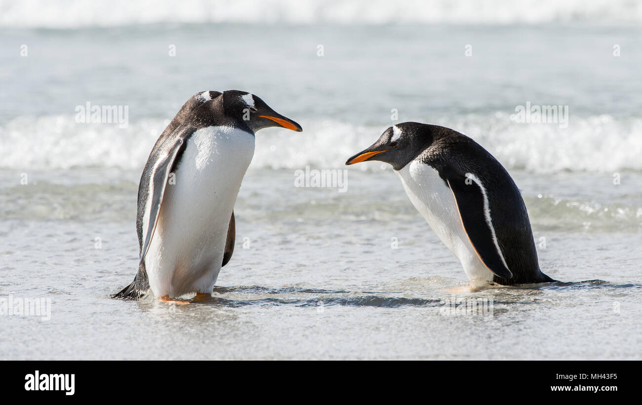 Group of the penguins in the Atlantic Ocean Stock Photo - Alamy