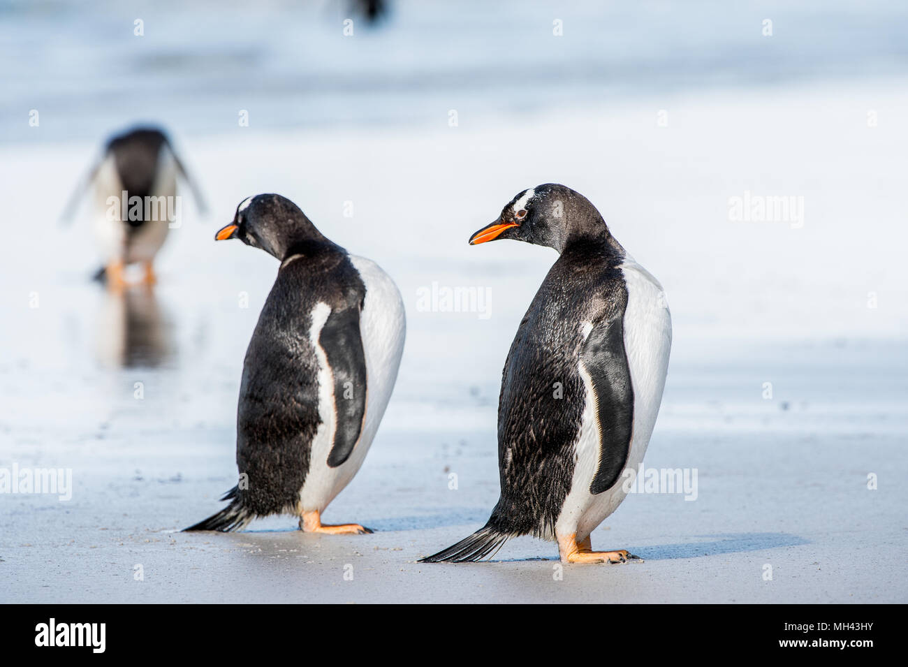 Penguins together hi-res stock photography and images - Alamy
